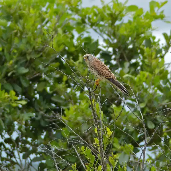 Lesser kestrel - Facts, Diet, Habitat & Pictures on Animalia.bio