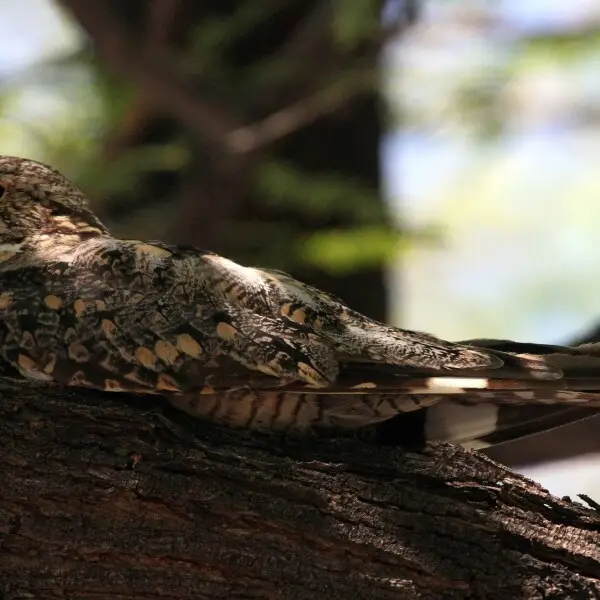 Lesser nighthawk - Facts, Diet, Habitat & Pictures on Animalia.bio
