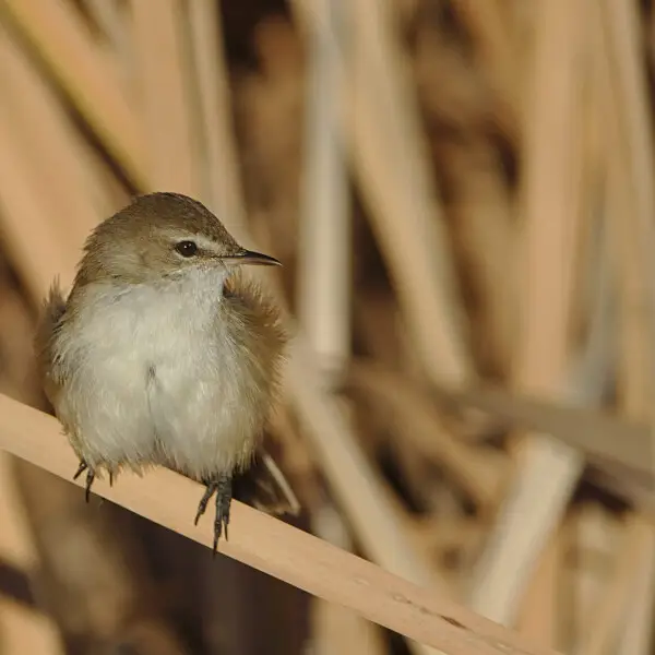 Lesser swamp warbler - Facts, Diet, Habitat & Pictures on Animalia.bio
