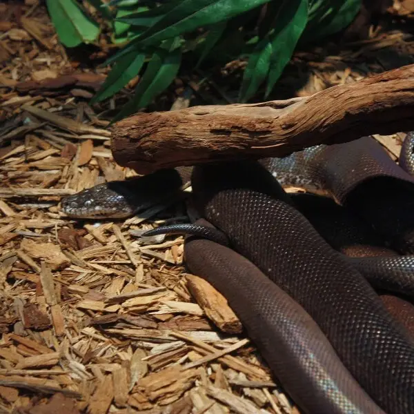 Liasis mackloti - Facts, Diet, Habitat & Pictures on Animalia.bio