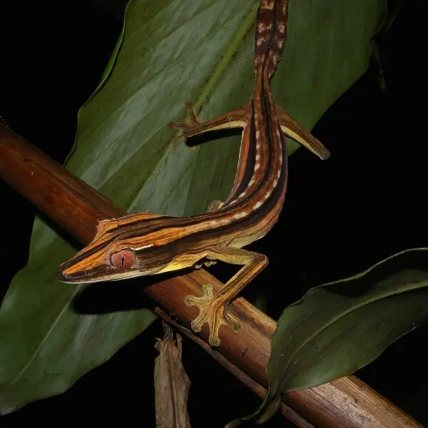 Lined flat-tail gecko - Facts, Diet, Habitat & Pictures on Animalia.bio