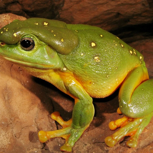 Magnificent tree frog - Facts, Diet, Habitat & Pictures on Animalia.bio
