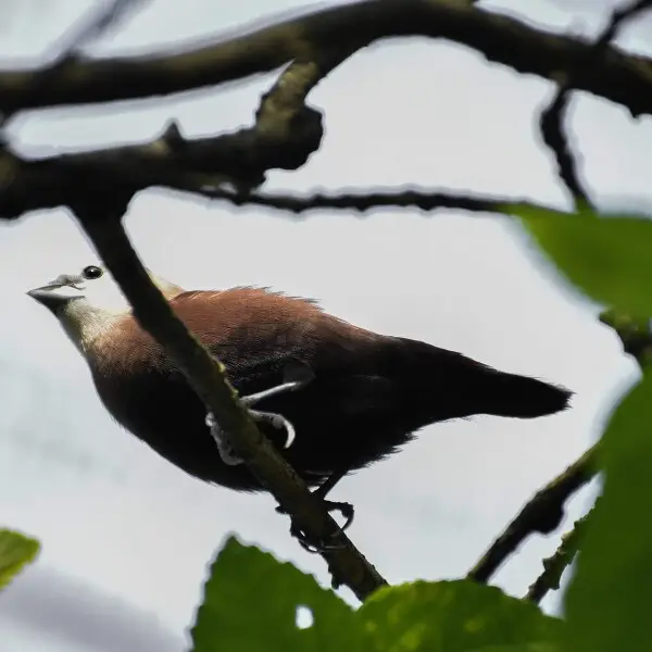 Білоголова мунія - факти, дієта, ареал і фотографії на Animalia.bio