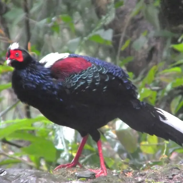 Swinhoe's pheasant - Facts, Diet, Habitat & Pictures on Animalia.bio