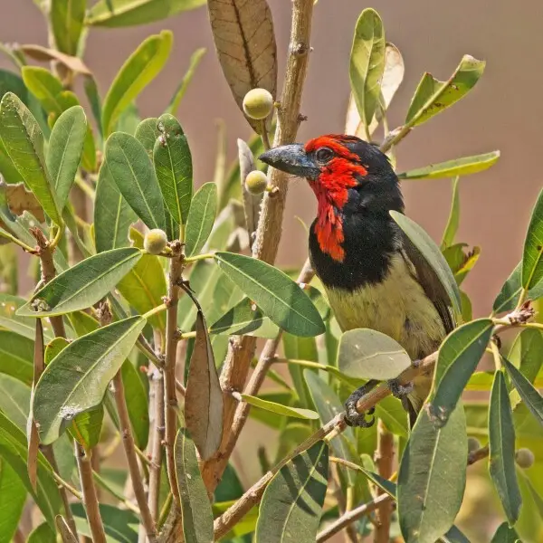 Black-collared barbet - Facts, Diet, Habitat & Pictures on Animalia.bio