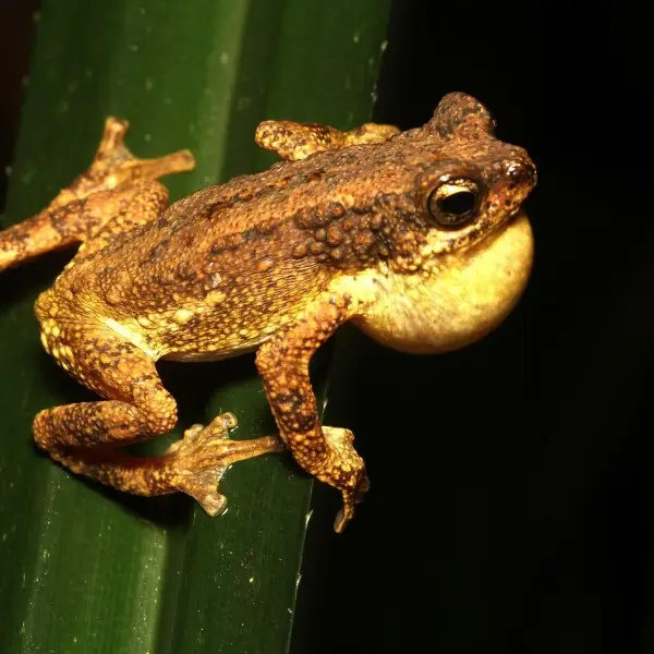 Malabar tree toad - Facts, Diet, Habitat & Pictures on Animalia.bio