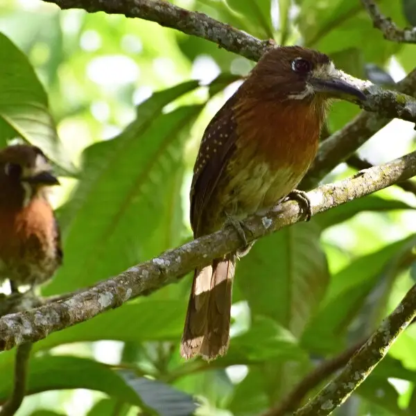 Moustached puffbird - Facts, Diet, Habitat & Pictures on Animalia.bio