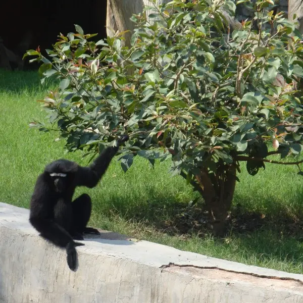 Western hoolock gibbon - Facts, Diet, Habitat & Pictures on Animalia.bio