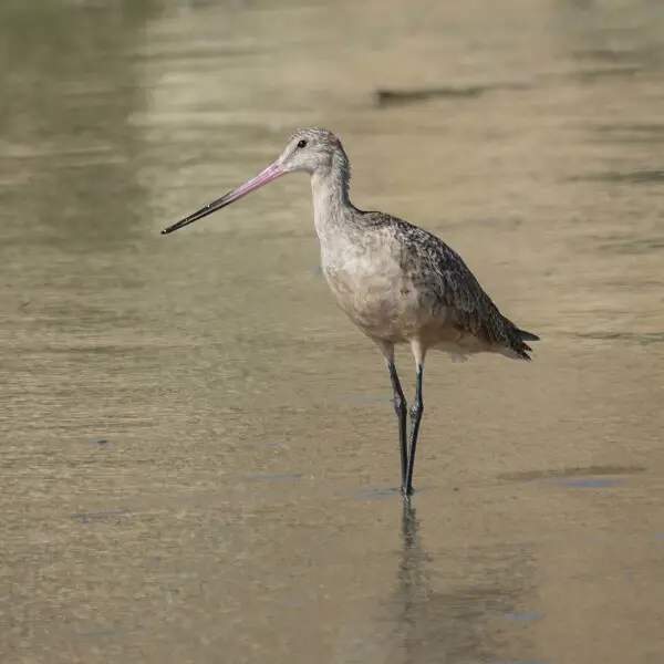 Marbled godwit - Facts, Diet, Habitat & Pictures on Animalia.bio
