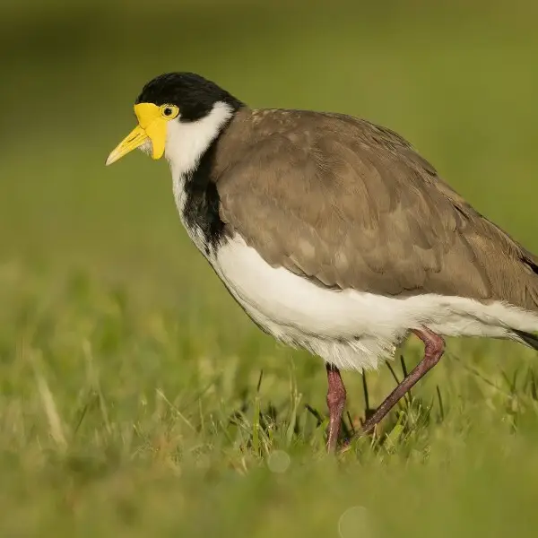 Masked lapwing - Facts, Diet, Habitat & Pictures on Animalia.bio