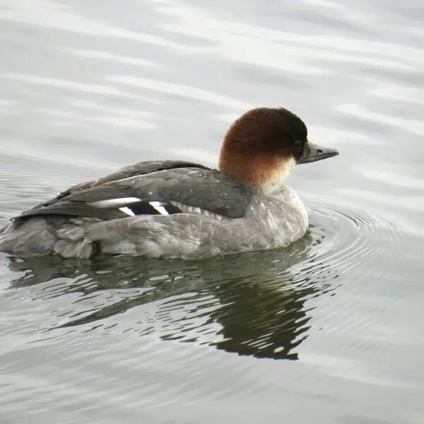 Smew - Facts, Diet, Habitat & Pictures on Animalia.bio