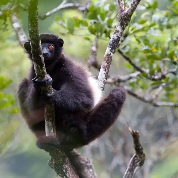 Milne-Edwards's sifaka - Facts, Diet, Habitat & Pictures on Animalia.bio