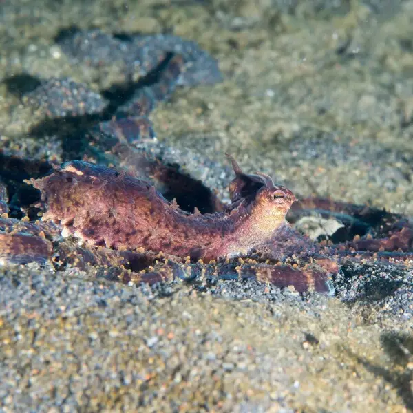 Mimic octopus - Facts, Diet, Habitat & Pictures on Animalia.bio