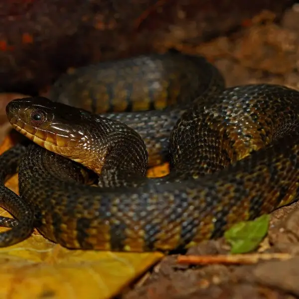 Green water snake - Facts, Diet, Habitat & Pictures on Animalia.bio