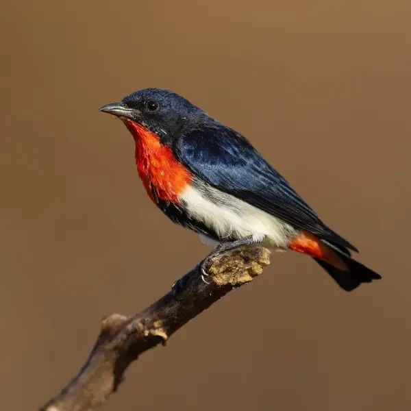 Mistletoebird - Facts, Diet, Habitat & Pictures on Animalia.bio