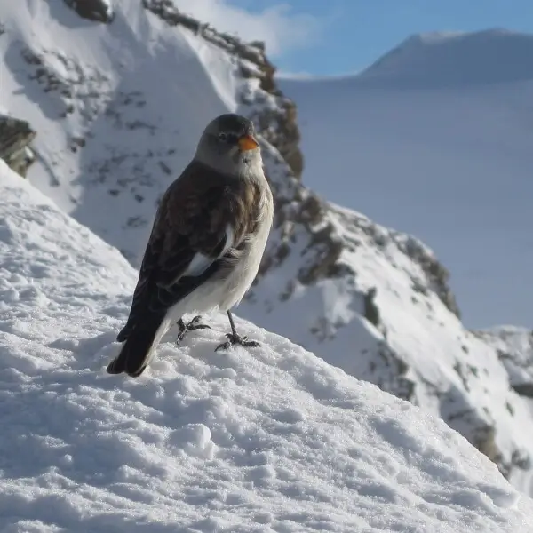 White-winged snowfinch - Facts, Diet, Habitat & Pictures on Animalia.bio