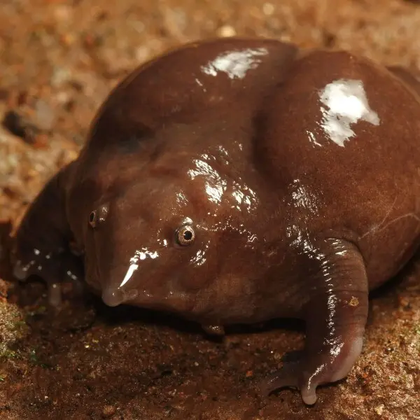 Purple frog - Facts, Diet, Habitat & Pictures on Animalia.bio