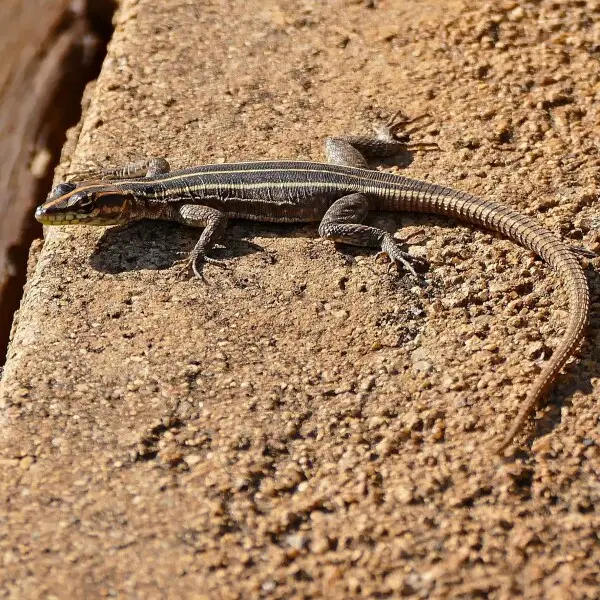 Common flat lizard - Facts, Diet, Habitat & Pictures on Animalia.bio