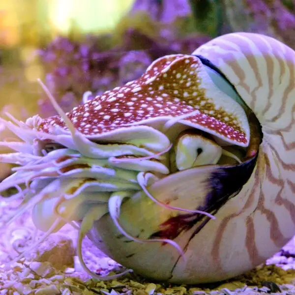 Chambered nautilus - Facts, Diet, Habitat & Pictures on Animalia.bio