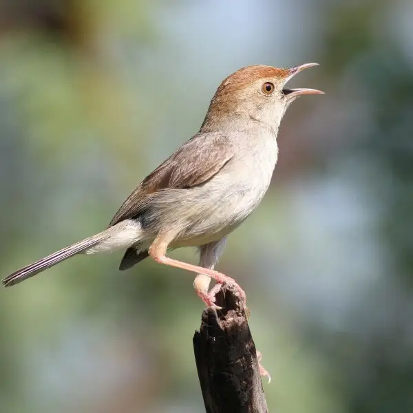 Neddicky - Facts, Diet, Habitat & Pictures on Animalia.bio