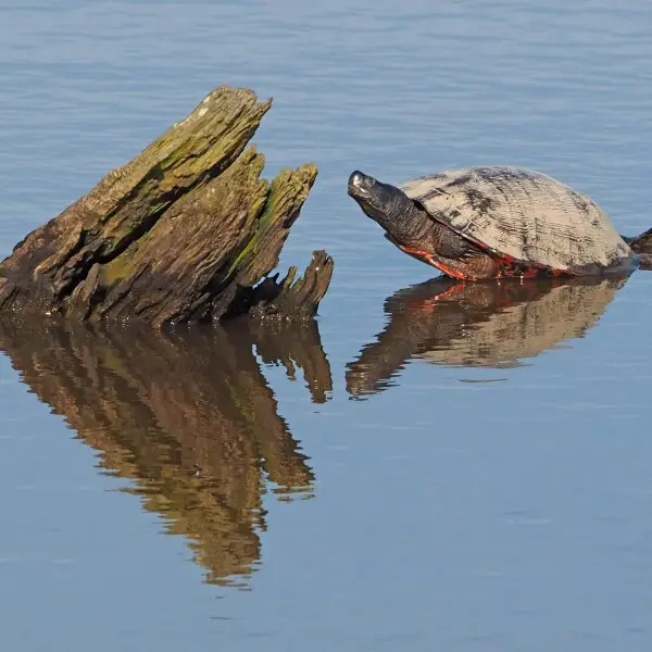Northern red-bellied cooter - Facts, Diet, Habitat & Pictures on ...