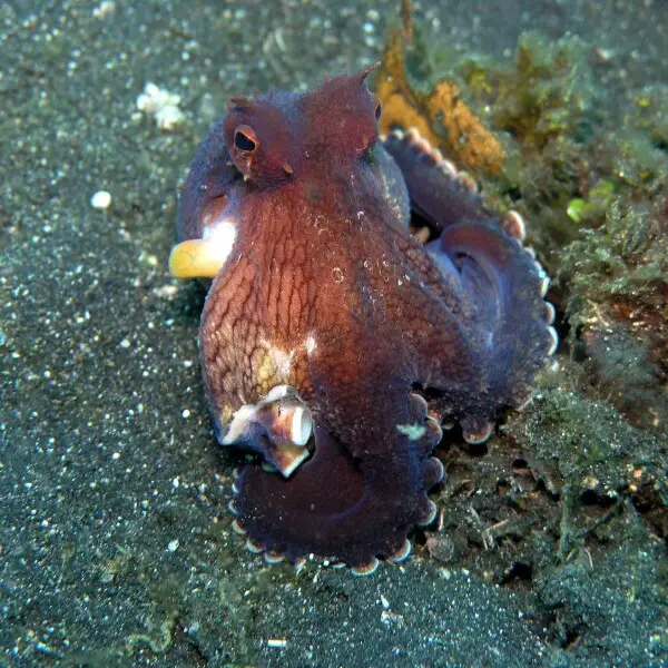 Amphioctopus marginatus - Facts, Diet, Habitat & Pictures on Animalia.bio