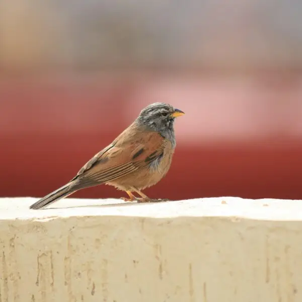 House bunting - Facts, Diet, Habitat & Pictures on Animalia.bio