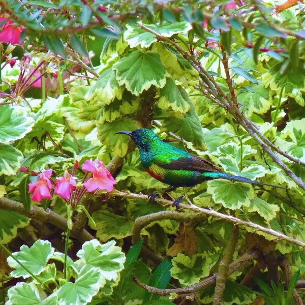 Beautiful sunbird - Facts, Diet, Habitat & Pictures on Animalia.bio