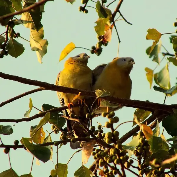 Yellow-footed green pigeon - Facts, Diet, Habitat & Pictures on ...