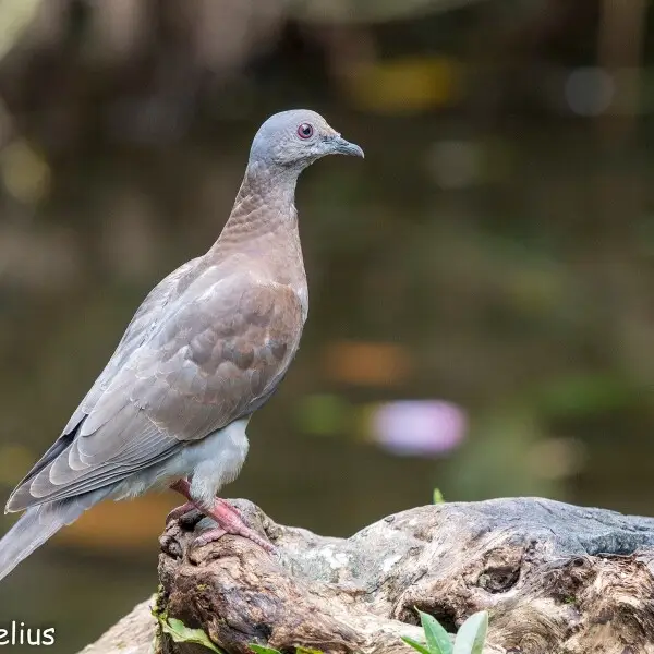 Pale-vented pigeon - Facts, Diet, Habitat & Pictures on Animalia.bio