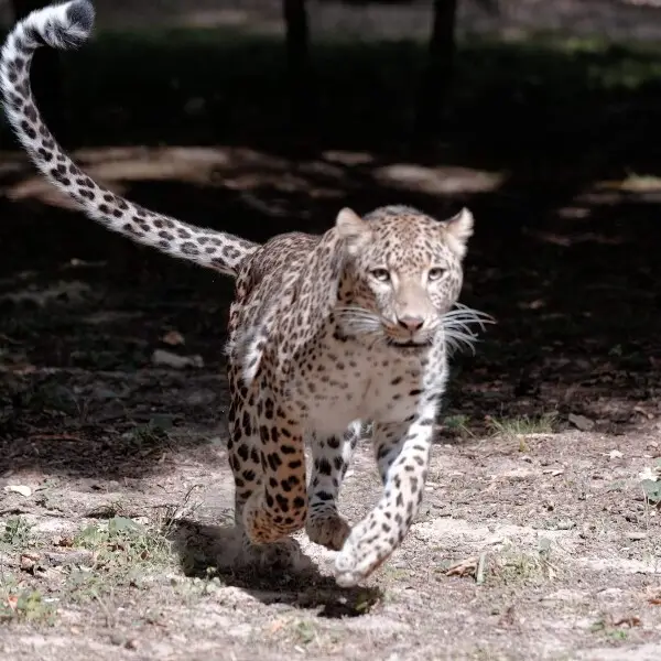 Persian leopard - Facts, Diet, Habitat & Pictures on Animalia.bio