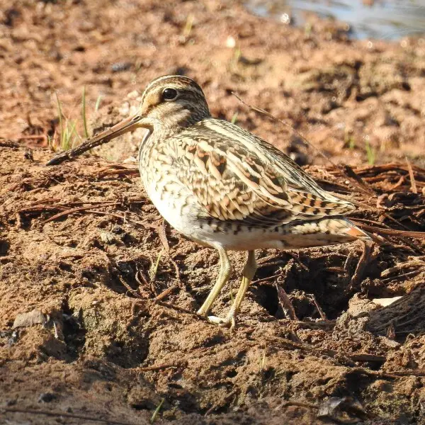 Pin-tailed snipe - Facts, Diet, Habitat & Pictures on Animalia.bio