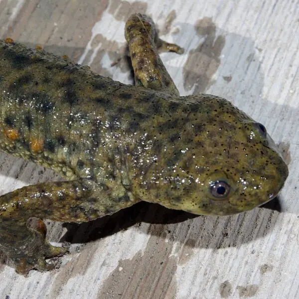 Iberian ribbed newt - Facts, Diet, Habitat & Pictures on Animalia.bio
