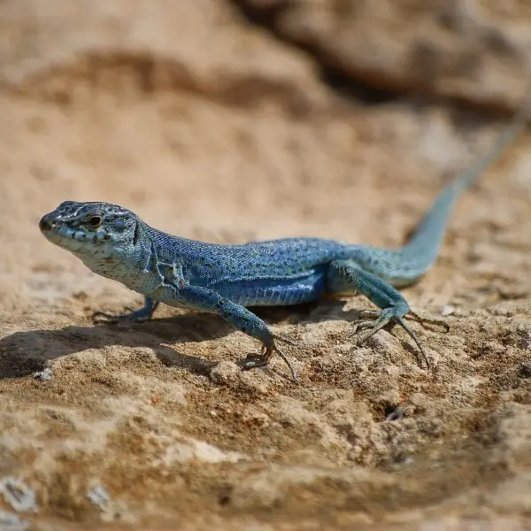 Ibiza wall lizard - Facts, Diet, Habitat & Pictures on Animalia.bio