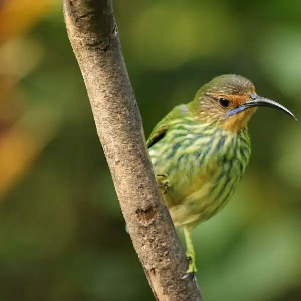 Purple honeycreeper - Facts, Diet, Habitat & Pictures on Animalia.bio
