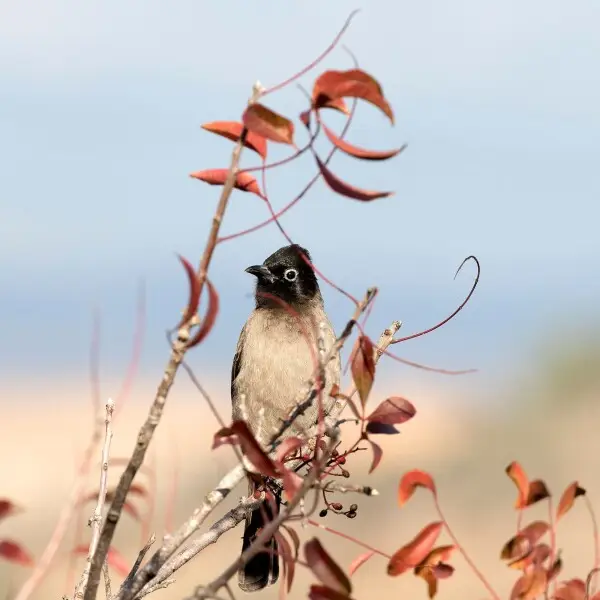 White-spectacled bulbul - Facts, Diet, Habitat & Pictures on Animalia.bio