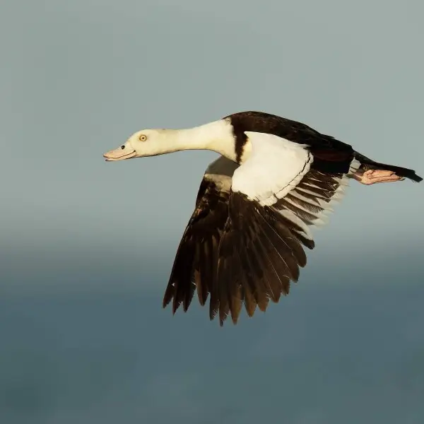 Radjah radjah - факти, дієта, ареал і фотографії на Animalia.bio