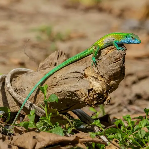 Rainbow whiptail - Facts, Diet, Habitat & Pictures on Animalia.bio