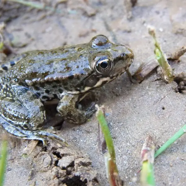 Balkan frog - Facts, Diet, Habitat & Pictures on Animalia.bio