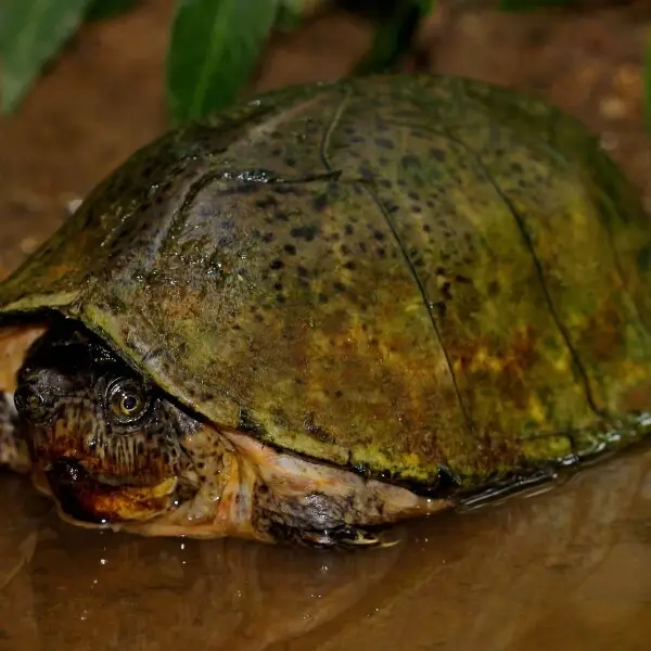 Razor-backed musk turtle - Facts, Diet, Habitat & Pictures on Animalia.bio