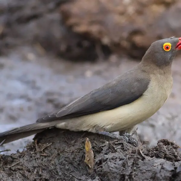 Red-billed oxpecker - Facts, Diet, Habitat & Pictures on Animalia.bio