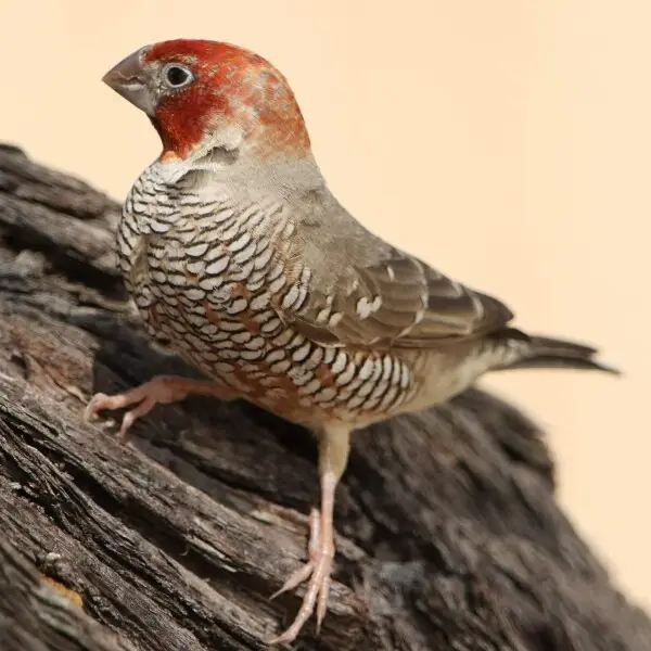 Red-headed finch - Facts, Diet, Habitat & Pictures on Animalia.bio