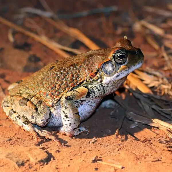African red toad - Facts, Diet, Habitat & Pictures on Animalia.bio