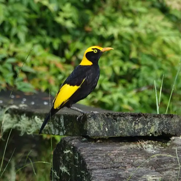 Regent bowerbird - Facts, Diet, Habitat & Pictures on Animalia.bio