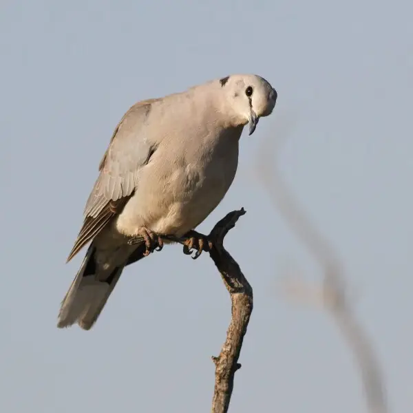 Streptopelia capicola - факти, дієта, ареал і фотографії на Animalia.bio