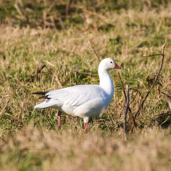 Ross's goose - Facts, Diet, Habitat & Pictures on Animalia.bio