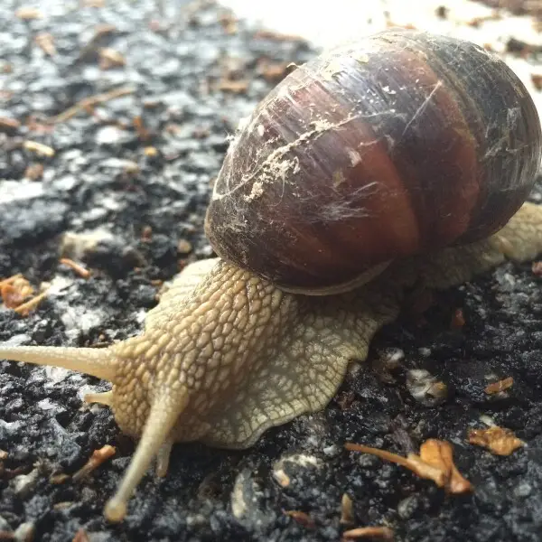 Helix lucorum - Facts, Diet, Habitat & Pictures on Animalia.bio