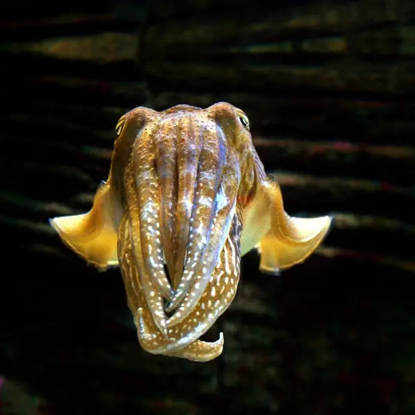 Common cuttlefish - Facts, Diet, Habitat & Pictures on Animalia.bio