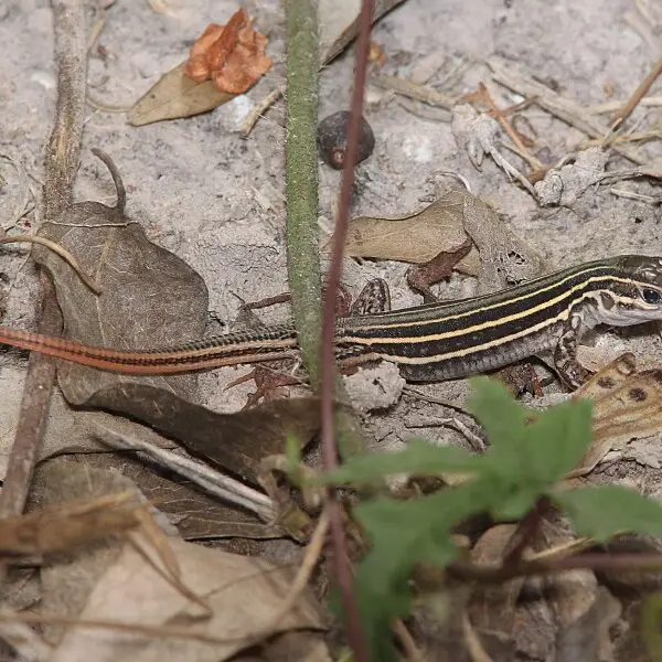 Six-lined racerunner - Facts, Diet, Habitat & Pictures on Animalia.bio