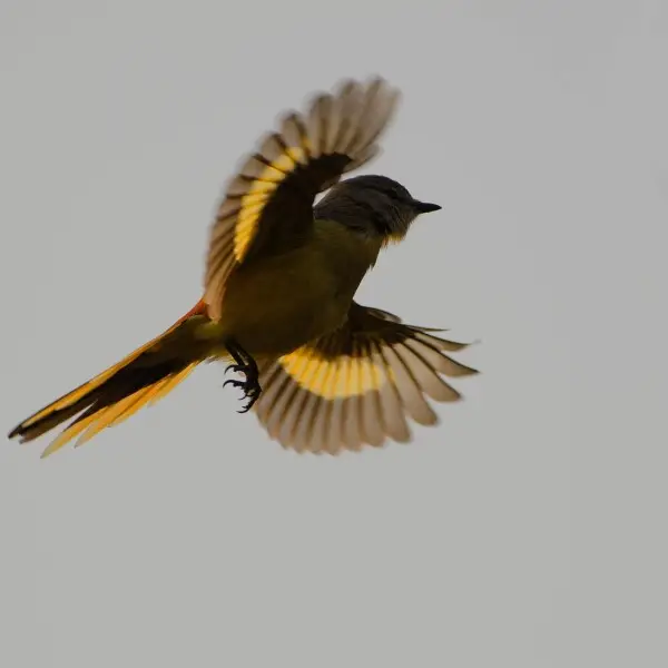 Small minivet - Facts, Diet, Habitat & Pictures on Animalia.bio